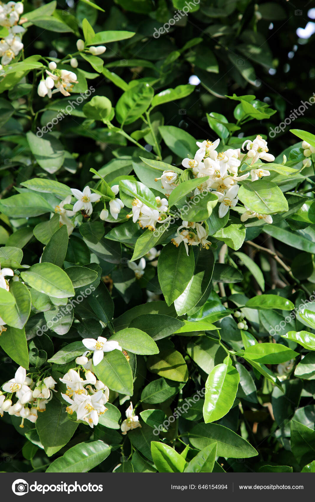 Grapefruit Tree Flower