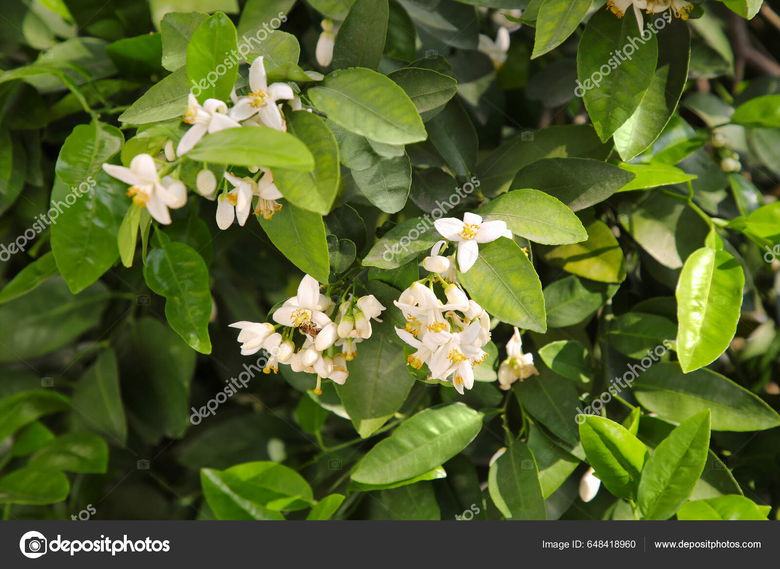 Grapefruit Flowers
