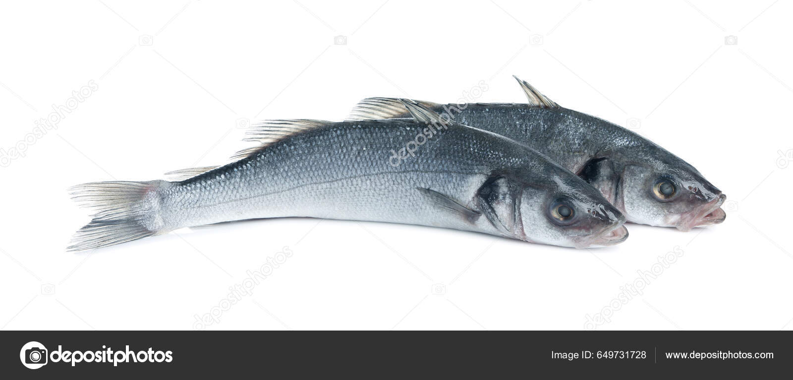 Fresh Sea Bass Fish White Background — Stock Photo © NewAfrica #649731728