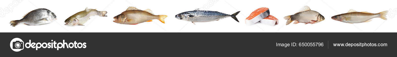 Collage Different Types Raw Fish White Background Stock Photo by ...