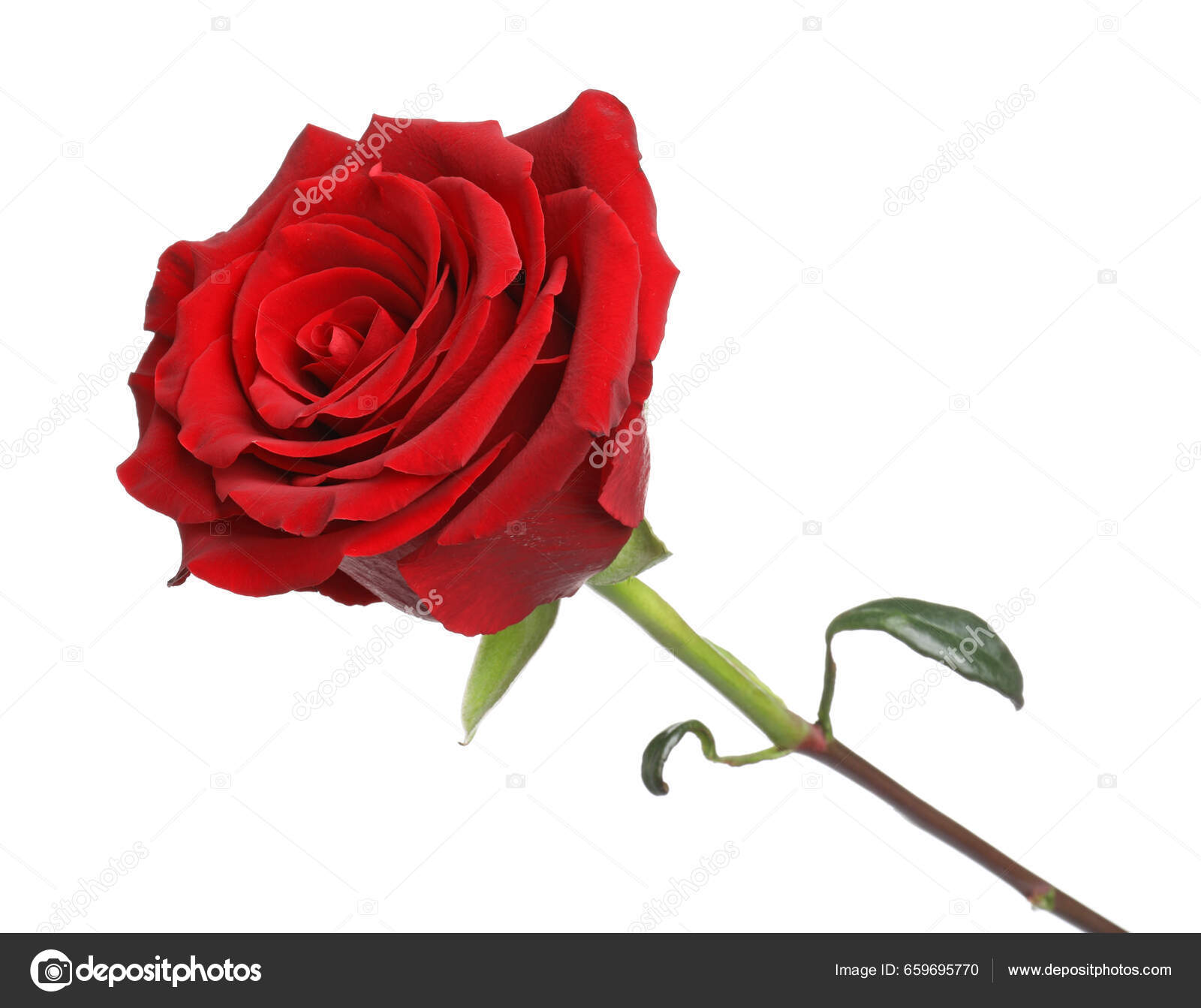 Beautiful Fresh Red Rose Isolated White Stock Photo by ©NewAfrica 659695770