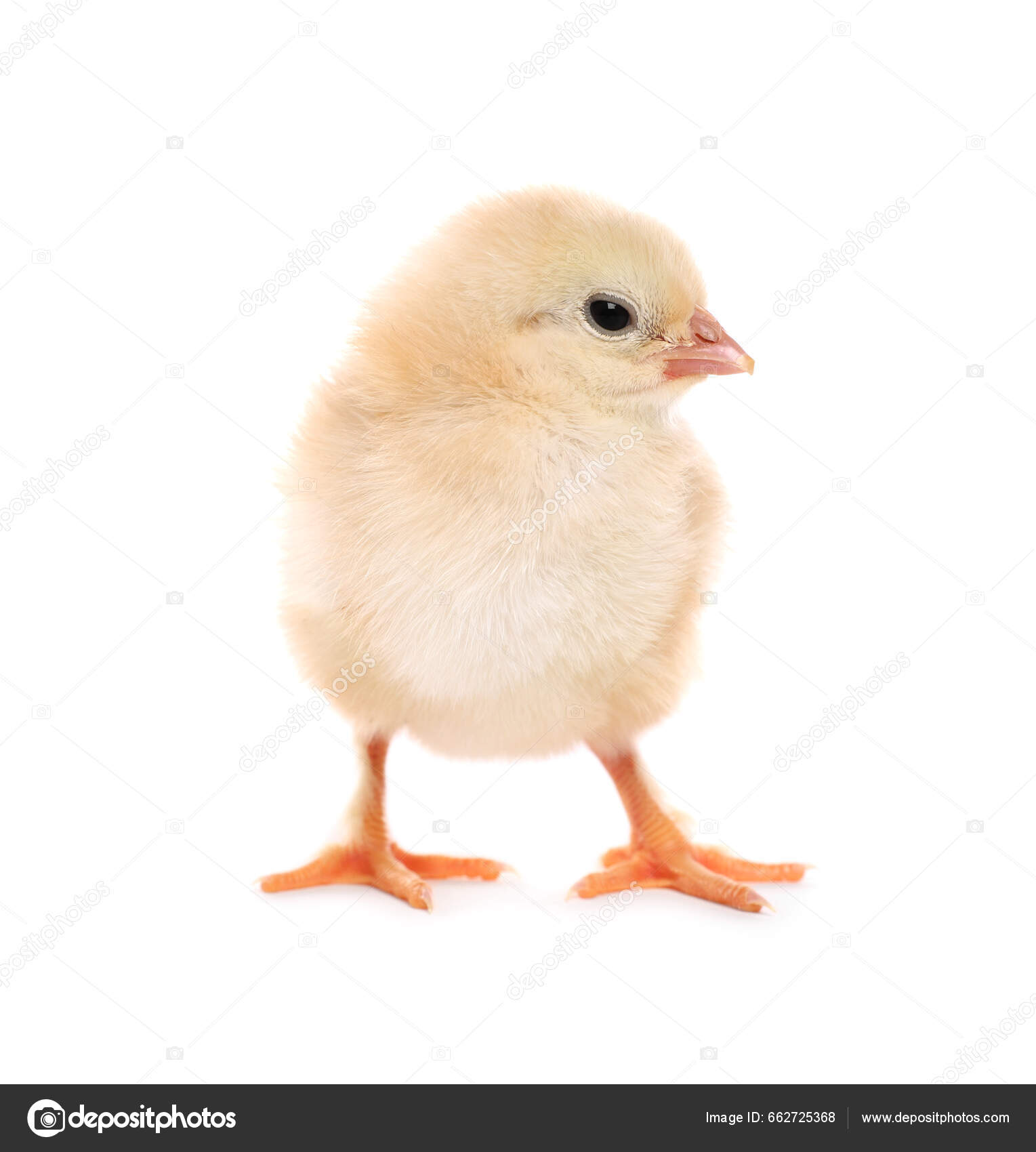 Baby Kylling New Baby Girl Card Congratulations It's A Beautiful