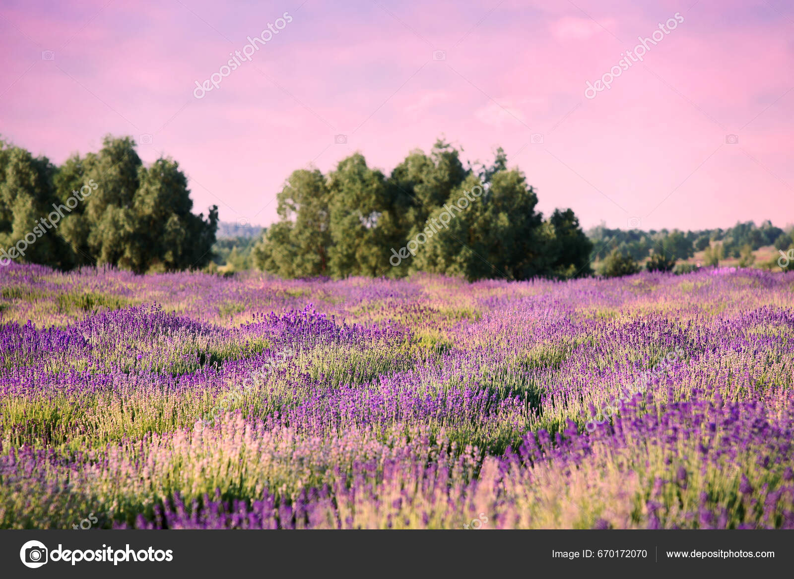 Beautiful Lavender Meadow Sunset Sky Selective Focus — Stock Photo ...