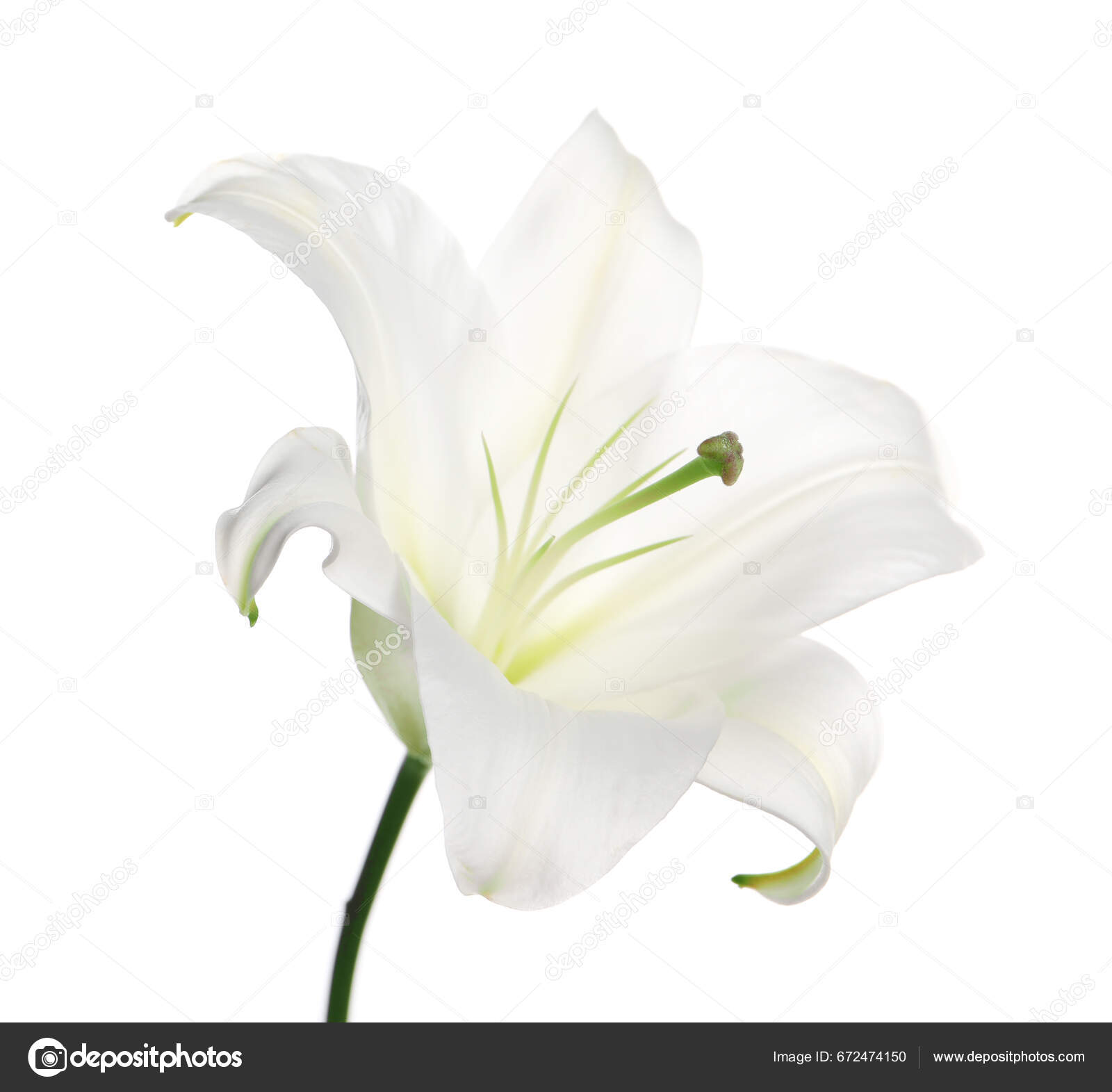 Beautiful Fresh Lily Flower Isolated White — Stock Photo © NewAfrica ...