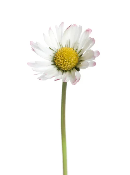 Bellis perennis przewodniczący images libres de droit, photos de Bellis ...