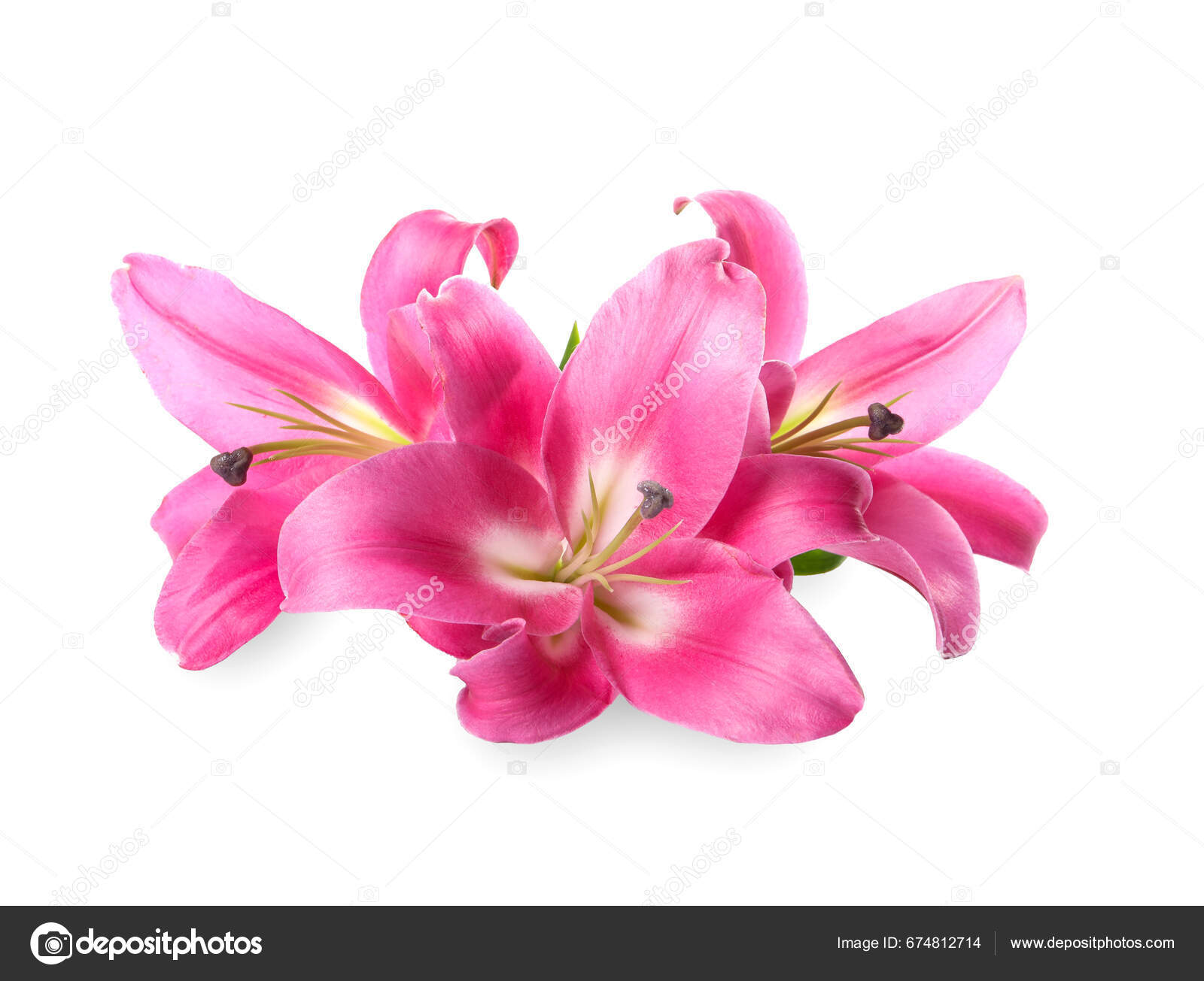 Hermosas Flores Lirio Rosa Aisladas Blanco — Foto de stock #674812714 ...