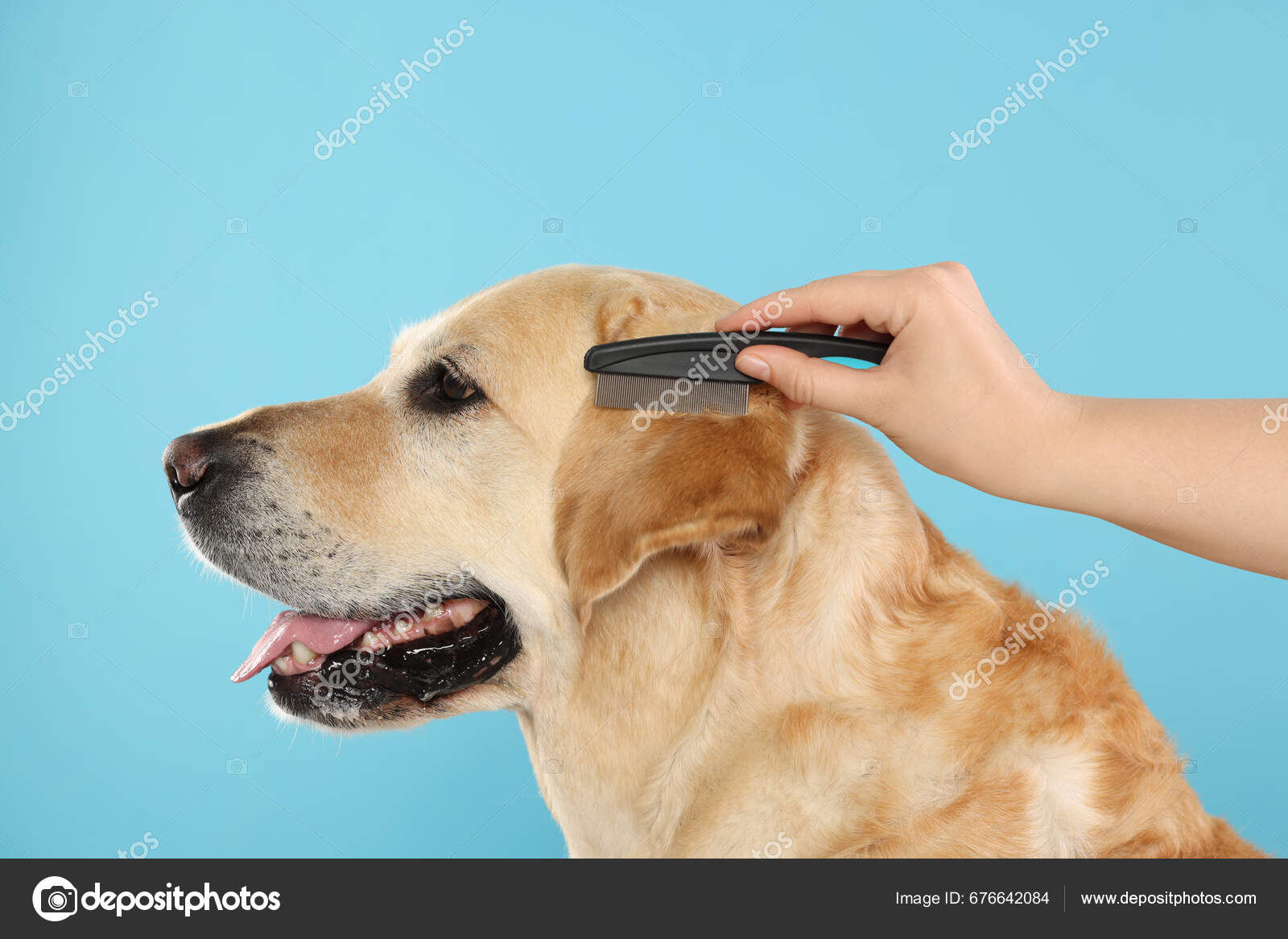 Woman Brushing Cute Labrador Retriever Dog Light Blue Background ...