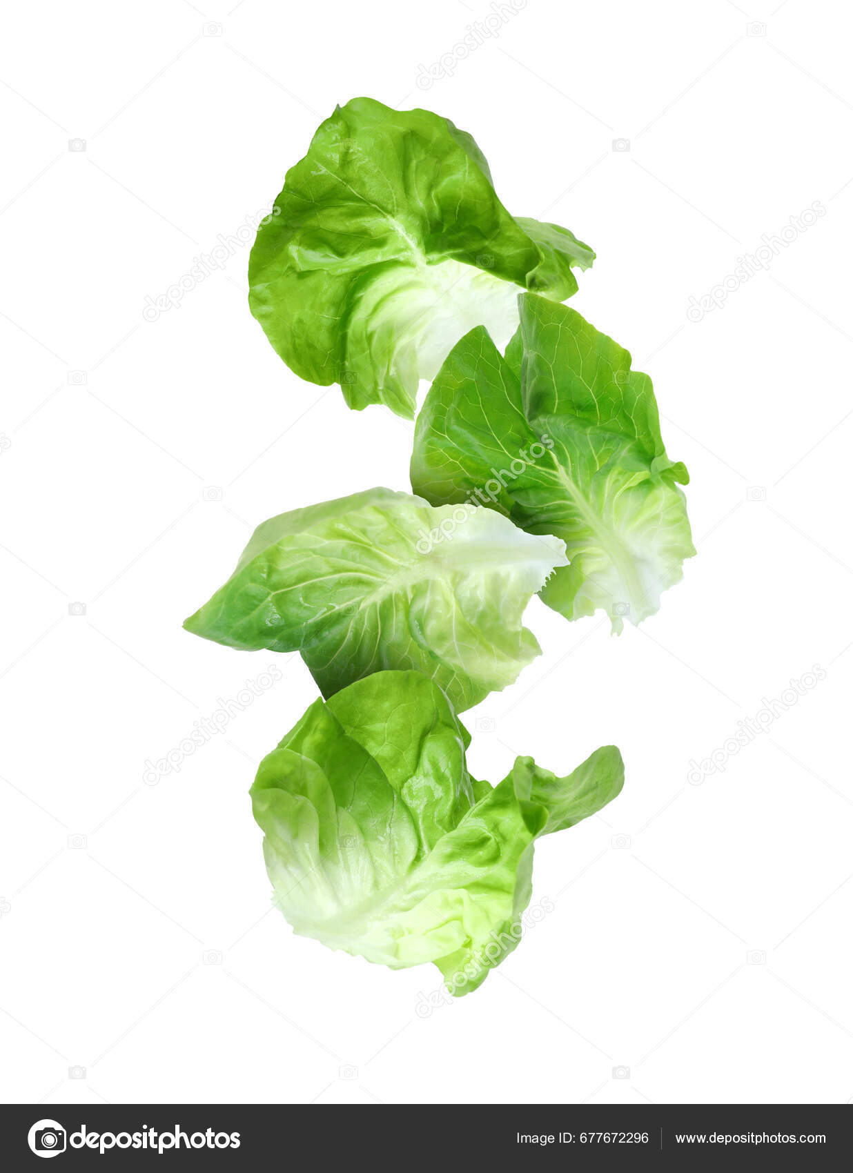 Leaves Butter Lettuce Falling White Background — Stock Photo ...
