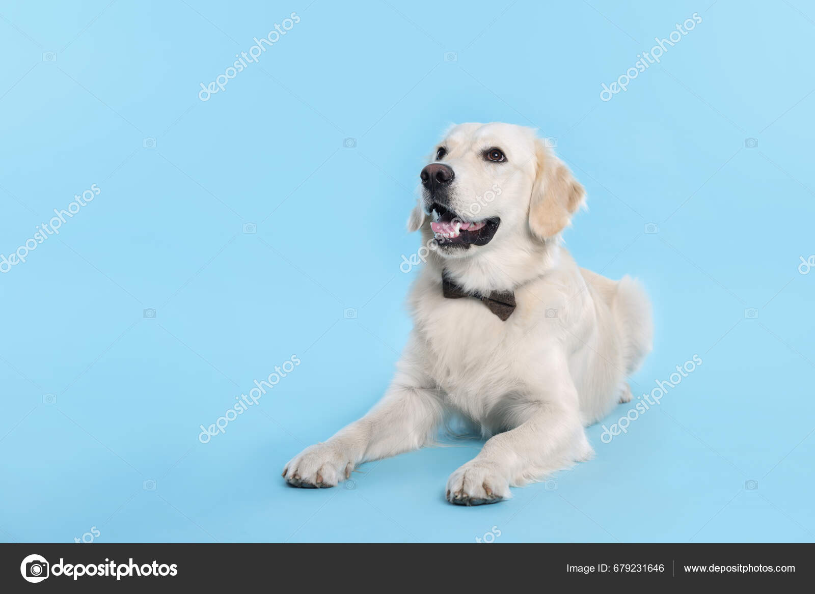 Cute Labrador Retriever Stylish Bow Tie Light Blue Background Space ...
