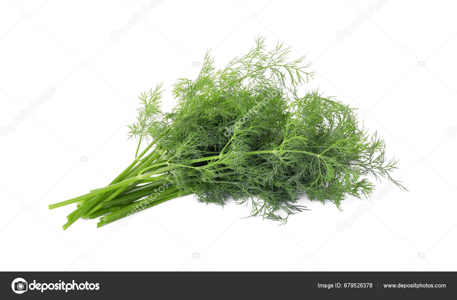 Sprigs Fresh Dill Isolated White — Stock Photo © NewAfrica #679526378
