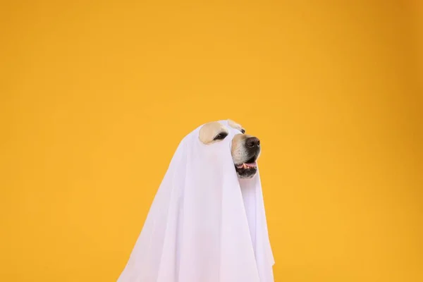 Dog ghost Stock Photos, Royalty Free Dog ghost Images | Depositphotos