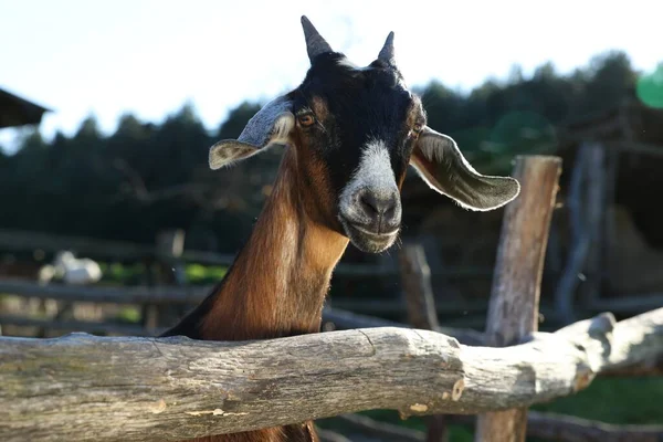 Cute Goat Paddock Farm — Stock Photo © NewAfrica #688336908