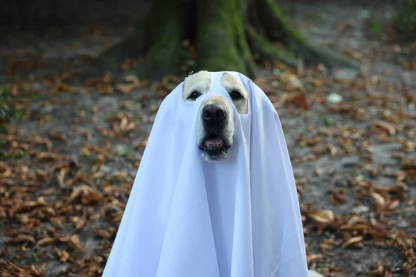 Dog ghost Stock Photos, Royalty Free Dog ghost Images | Depositphotos