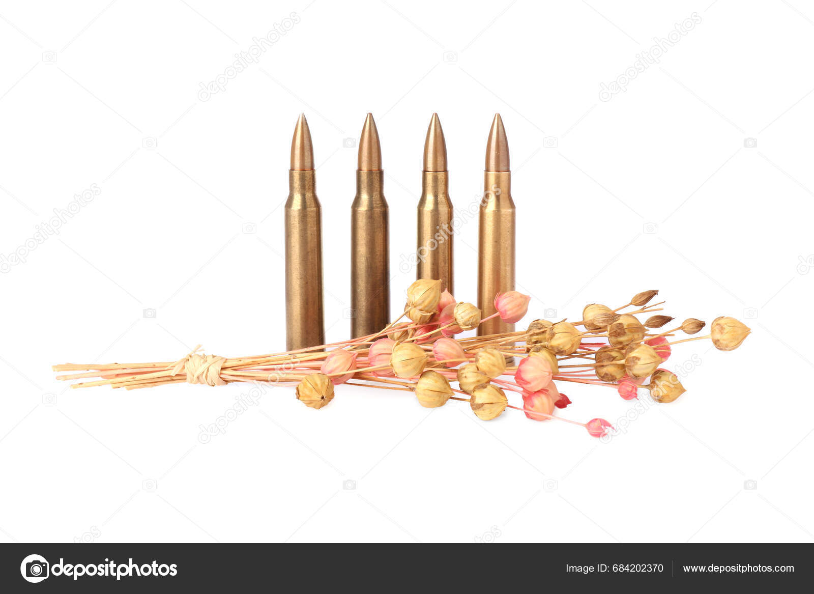 Bullets Beautiful Dry Plant Isolated White — Stock Photo © NewAfrica ...