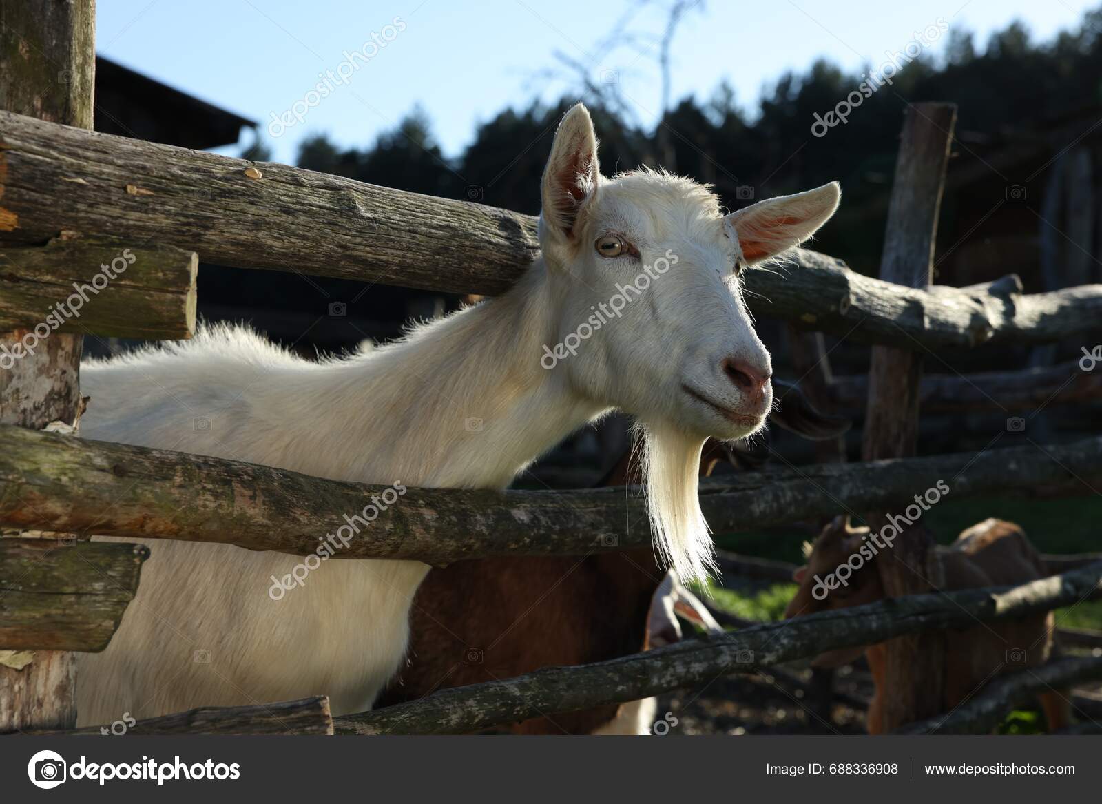 Cute Goat Paddock Farm — Stock Photo © NewAfrica #688336908