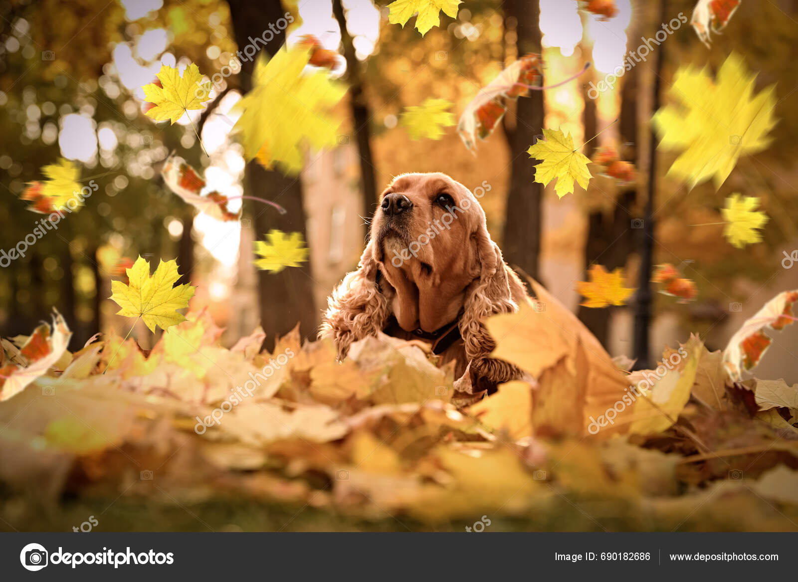 Cute Cocker Spaniel Dog Falling Leaves Park Autumn Walk — Stock Photo ...