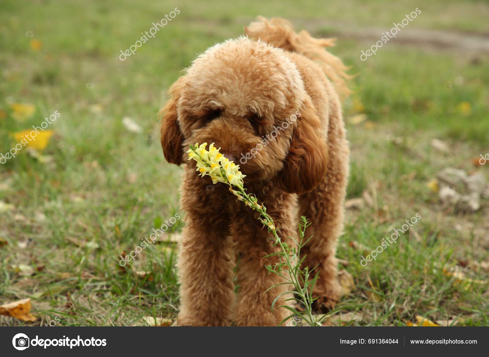 Cute Fluffy Dog Sniffing Beautiful Flower Outdoors — Stock Photo ...
