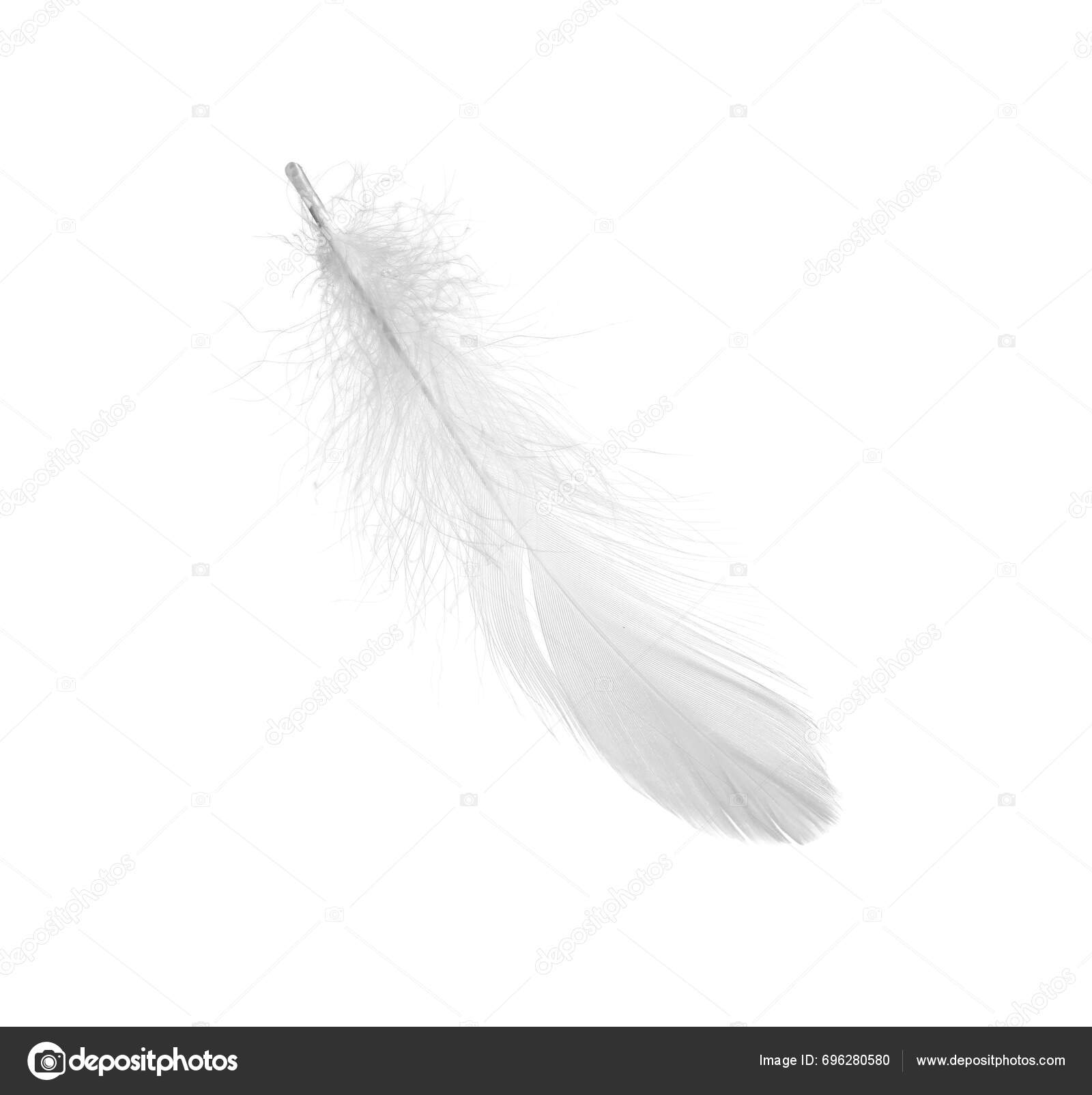 Beautiful Fluffy Bird Feather Isolated White — Stock Photo © NewAfrica ...