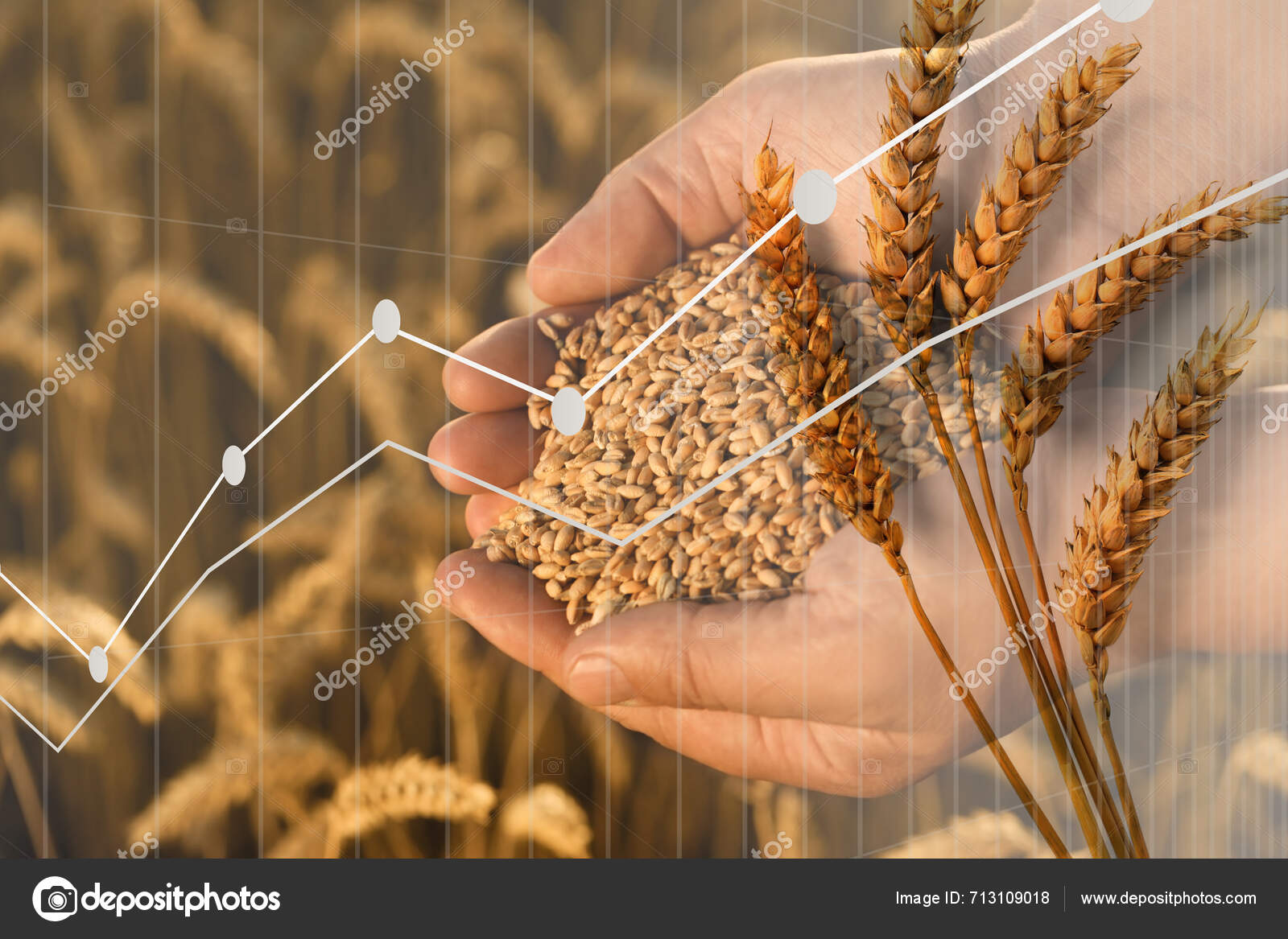 Grain Prices Multiple Exposure Wheat Field Graph — Stock Photo ...