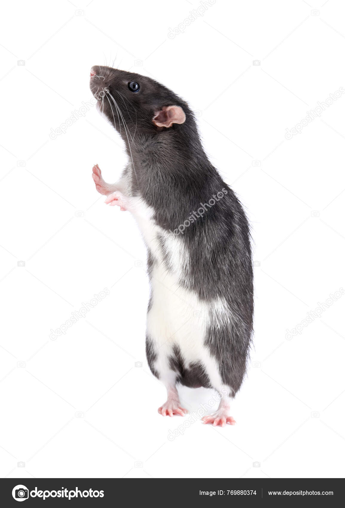 One Cute Small Rat White Background — Stock Photo © NewAfrica #769880374