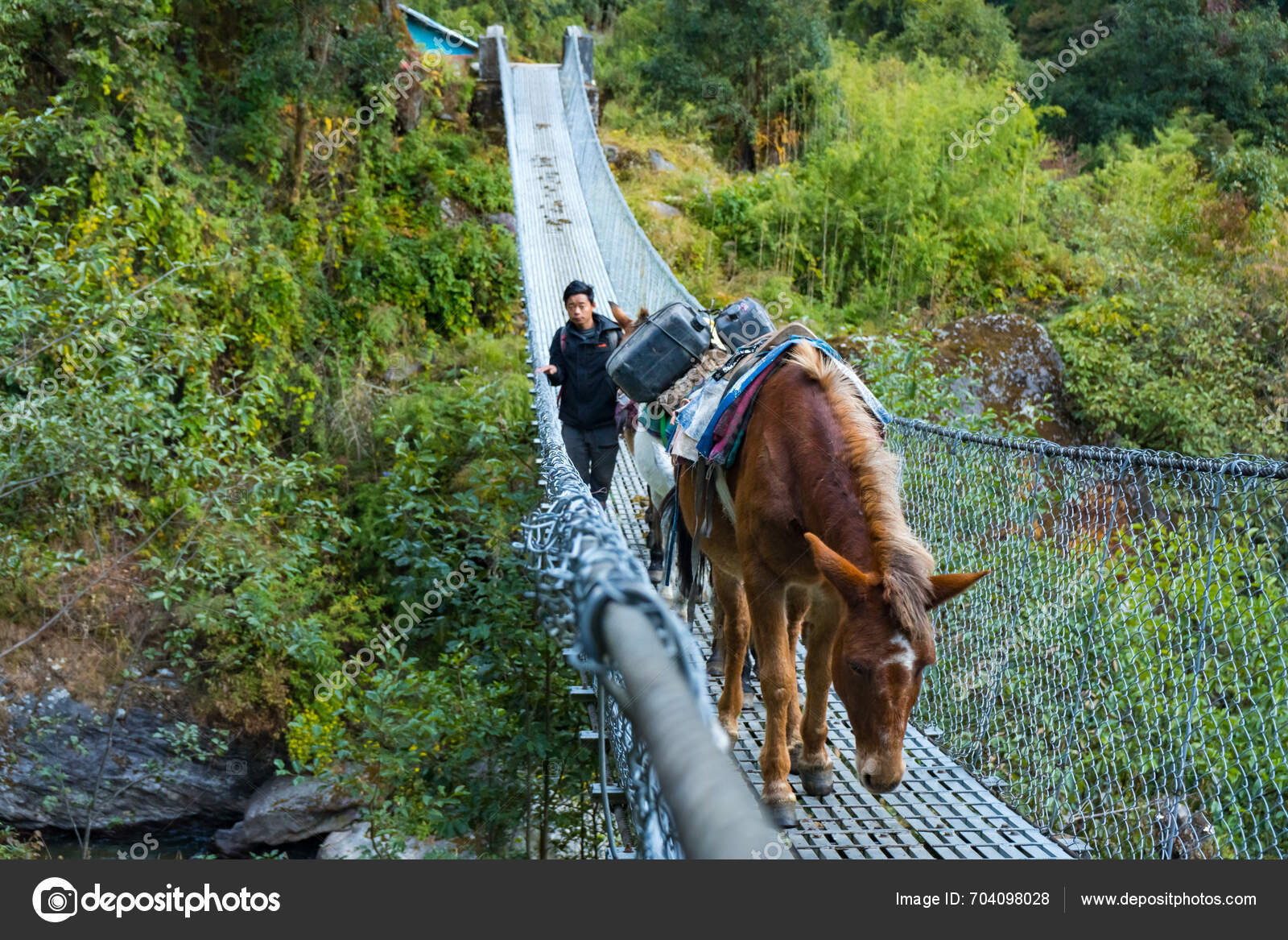 Taplejung Nepal October 2023 Mule Donkeys Trekking Route Suspension ...