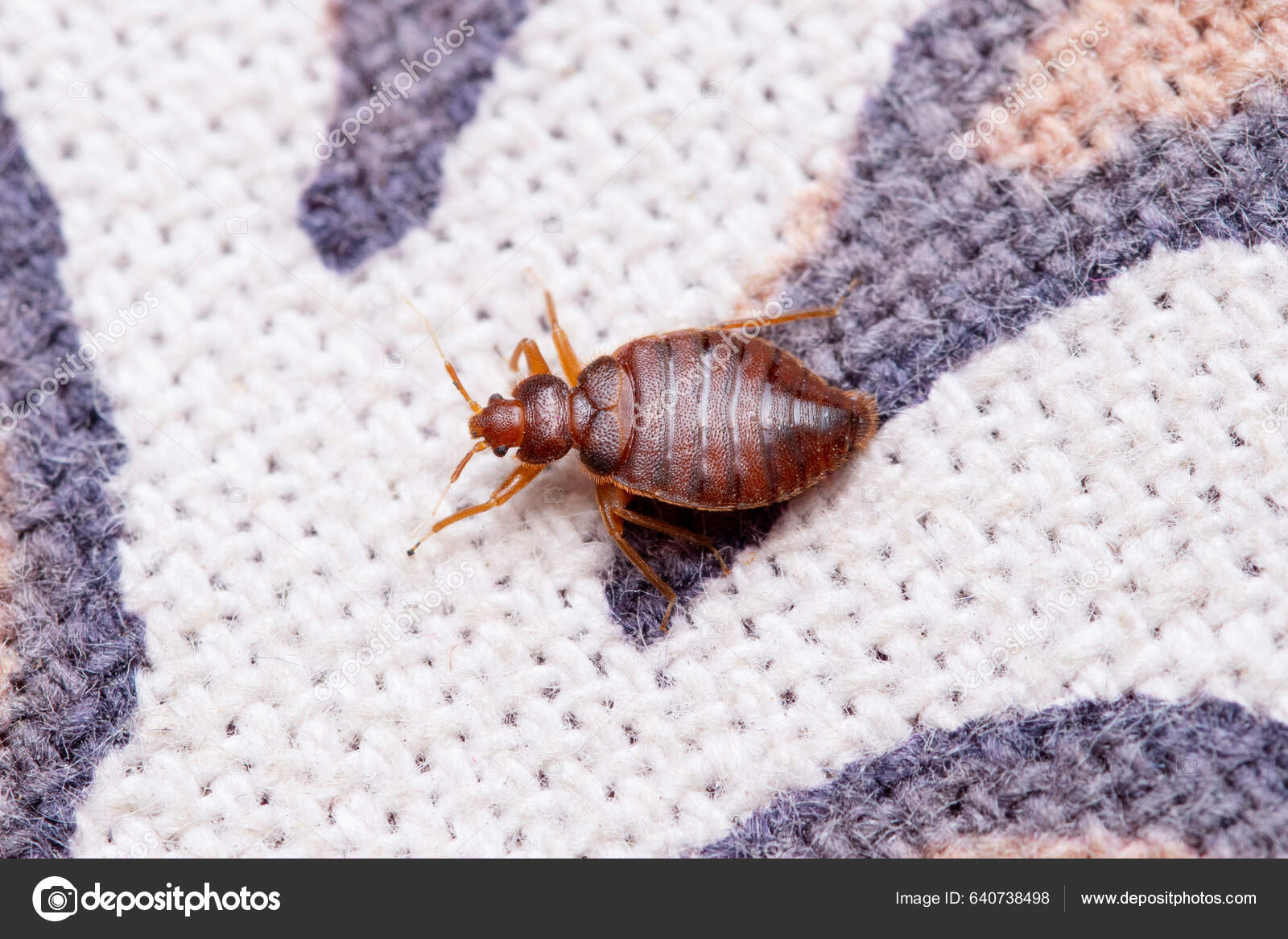 Dorsal Shot Bed Bug Cimex Lectularius Pune Maharashtra India Stock ...