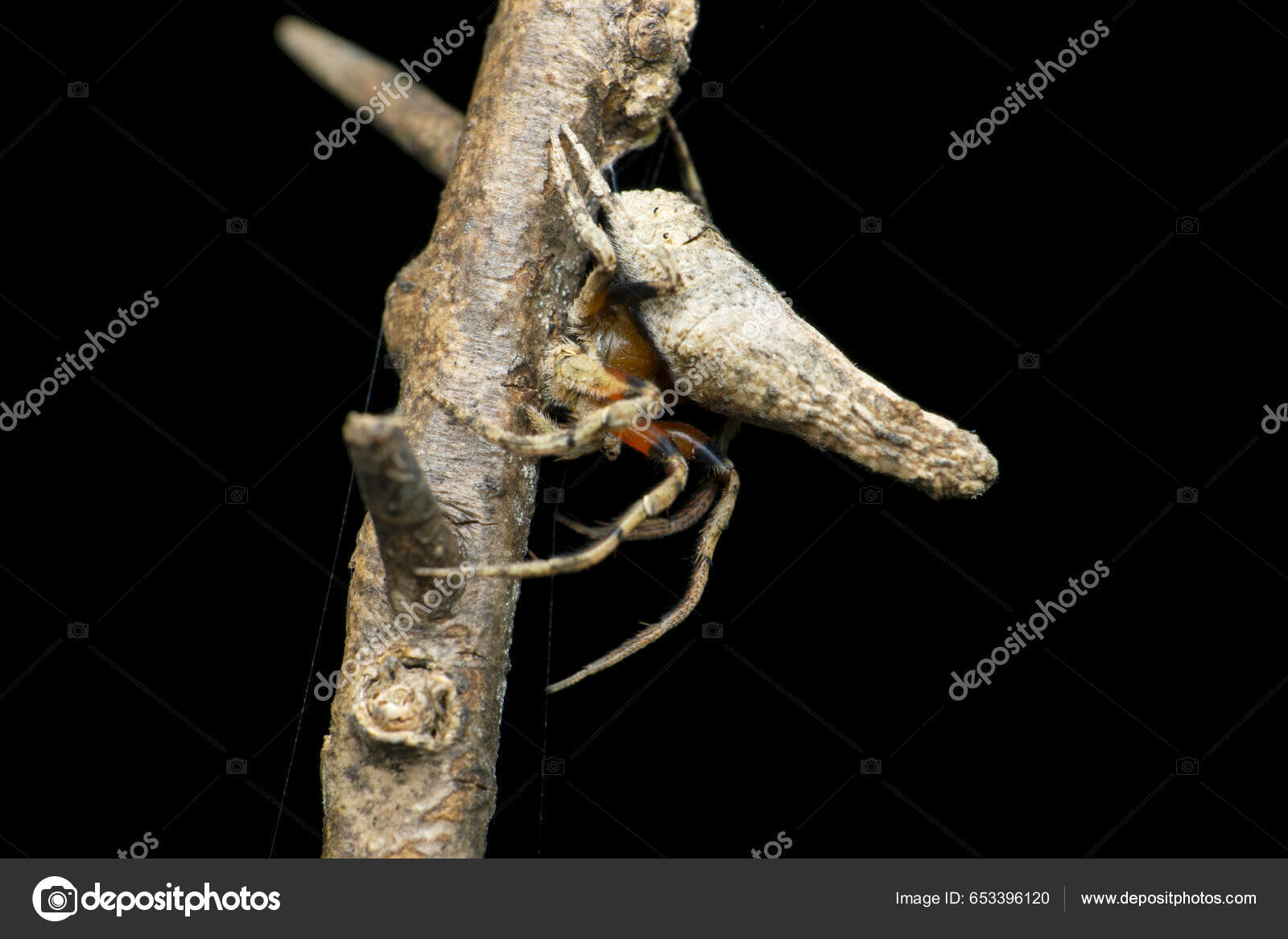 Orb Weaver Spider Araneidae Satara Maharashtra India — Stock Photo ...