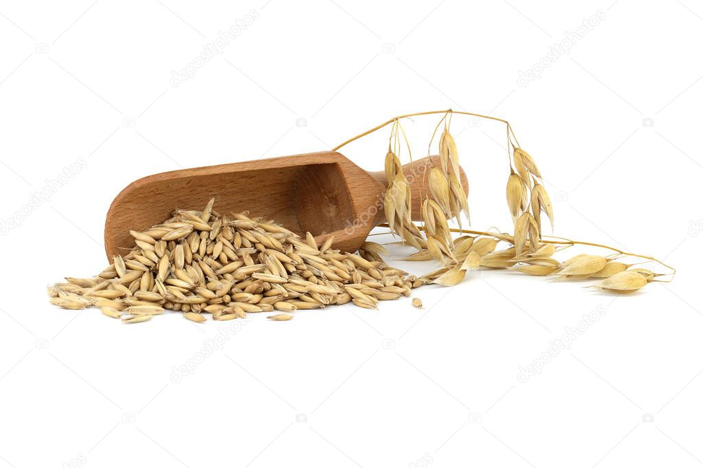 Heap of organic oat grains with hulls or husks in wooden scoop isolated ...