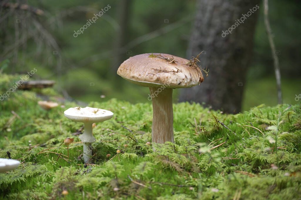 Una vista detallada de los hongos Boletus edulis silvestres que crecen ...