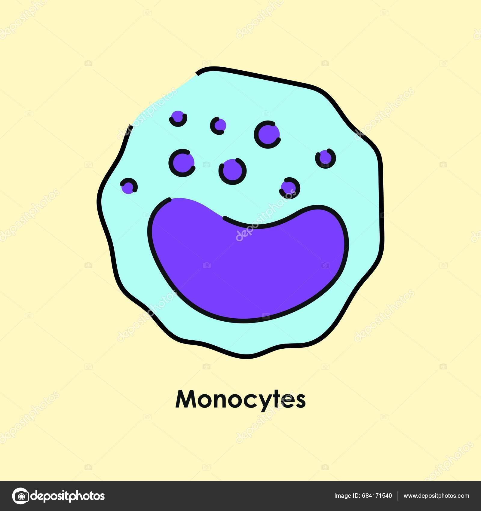 Monocytes Color Icon White Blood Cells Blood Vessels Stock Vector by ...