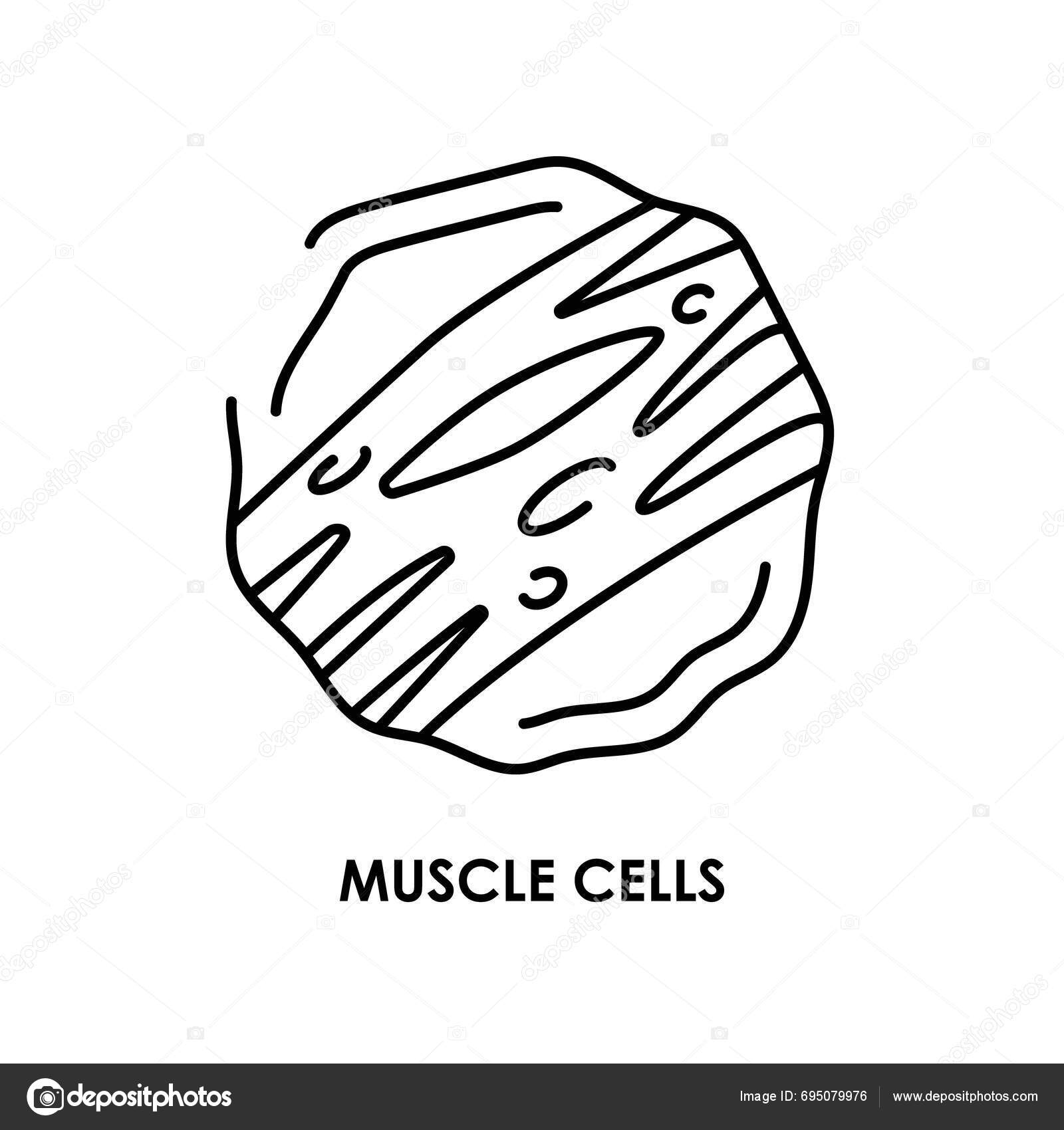 Muscle Cells Color Line Icon Microorganisms Microbes Bacteria Stock ...