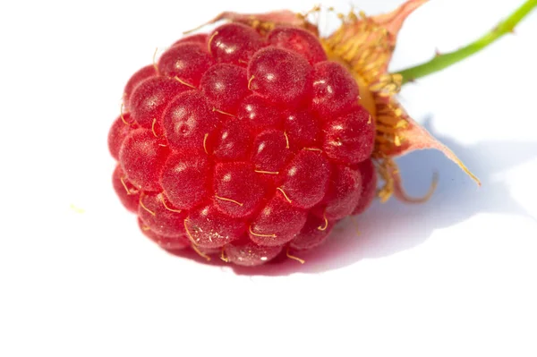 Plant of raspberry fotos de stock, imágenes de Plant of raspberry sin ...