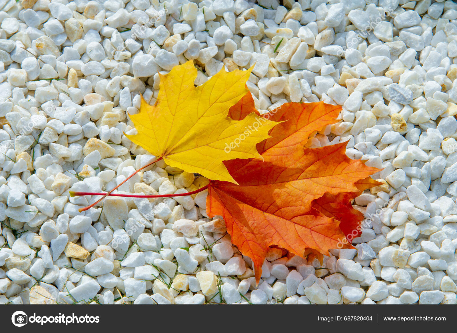 Autumn Maple Leaf Flattened Structure Higher Plant Similar Blade ...