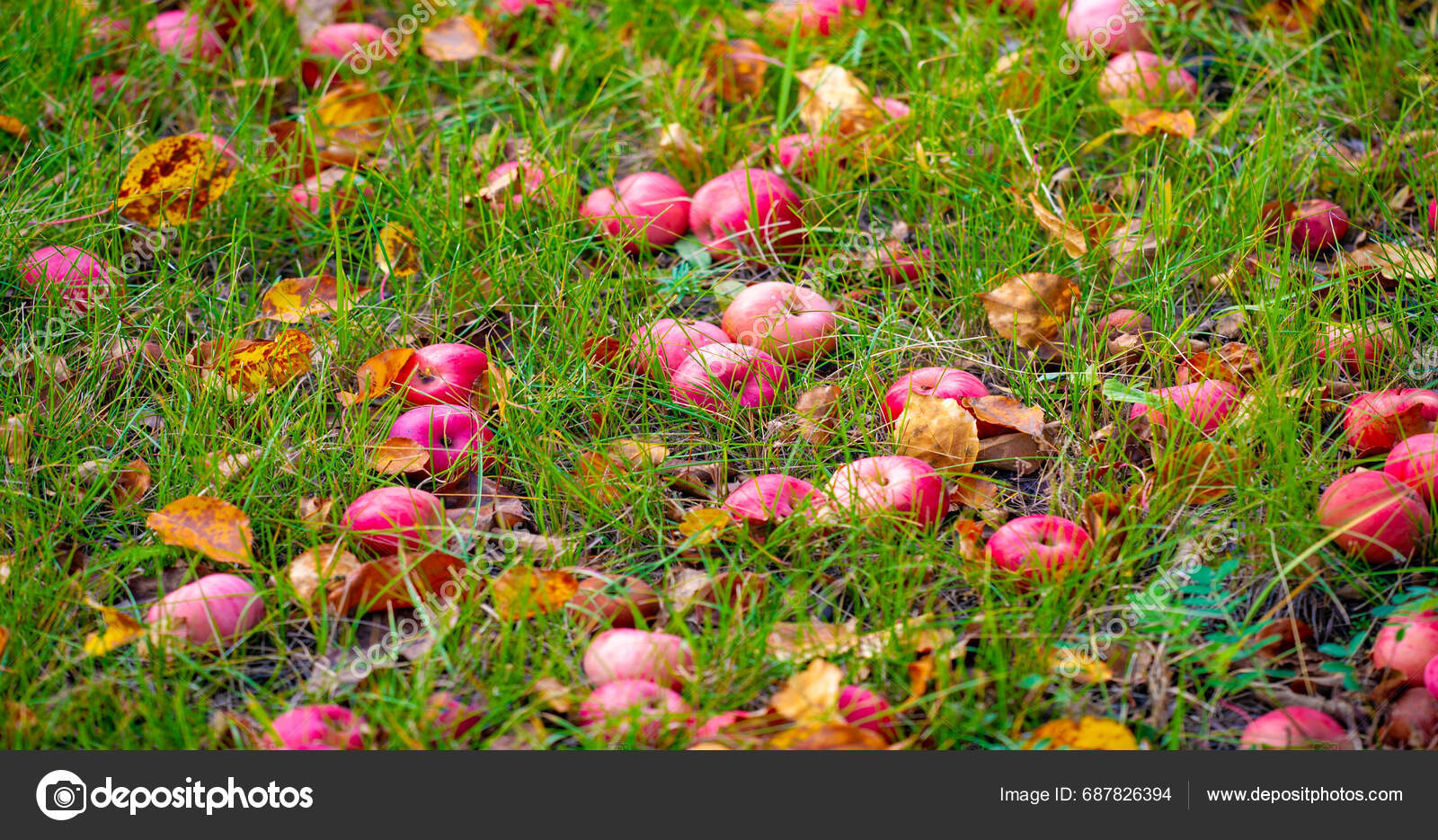 Apples Fall Tree Ground Apple Orchard Many Fallen Rotting Fruits Stock ...