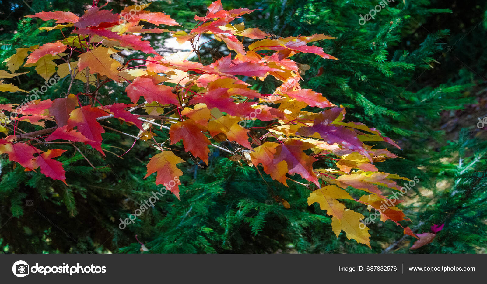 Autumn Leaves Branches Trees Something Incredibly Nostalgic Meaningful ...