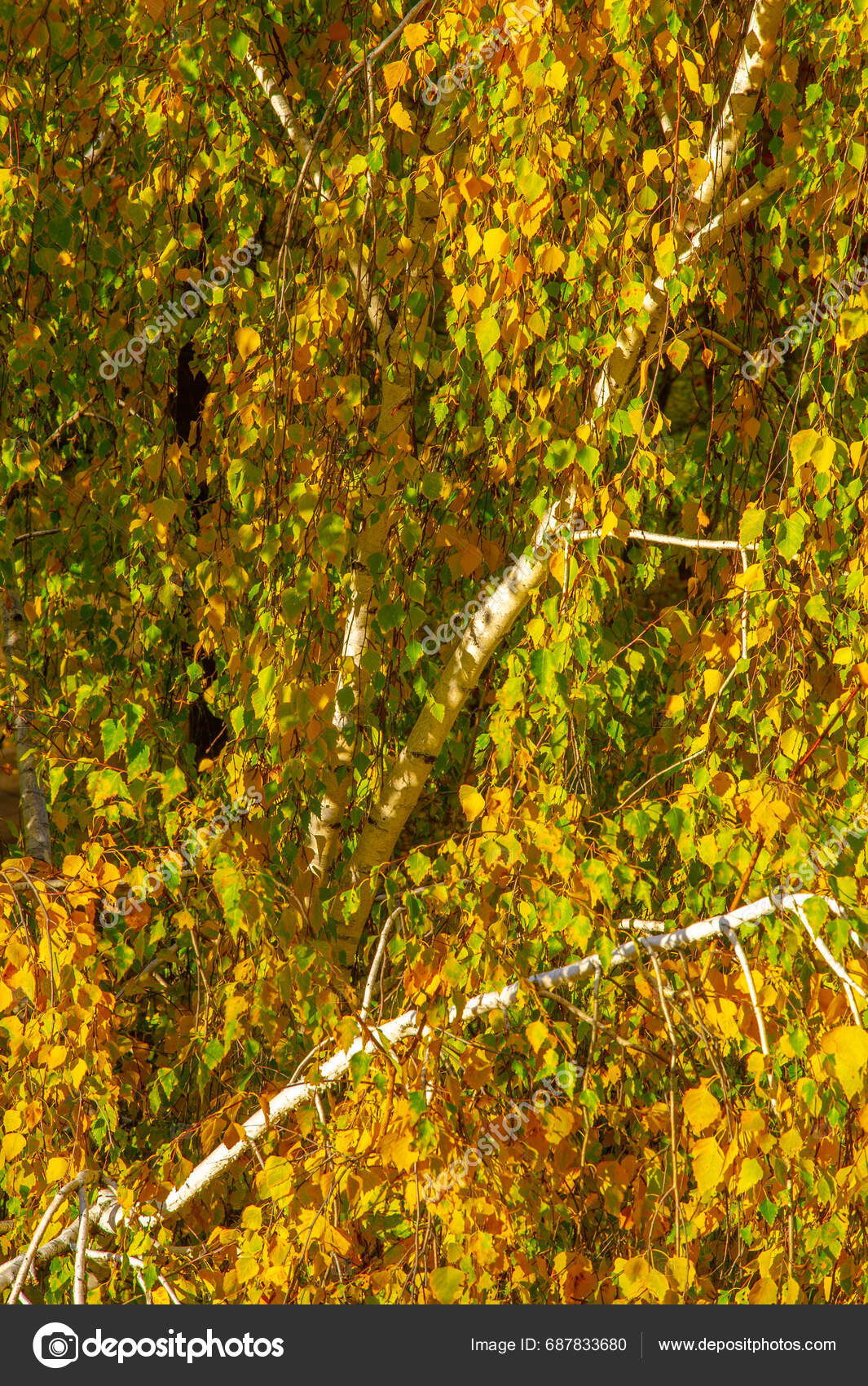 Colorful Autumn Leaves Birch Deciduous Tree White Bark Heart Shaped ...