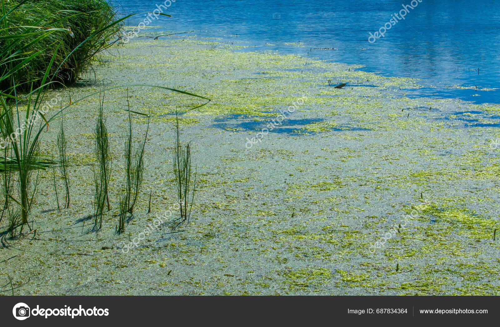 Algae Pond Harmful Algal Bloom Nav Water Bloom Which Causes Stock Photo ...