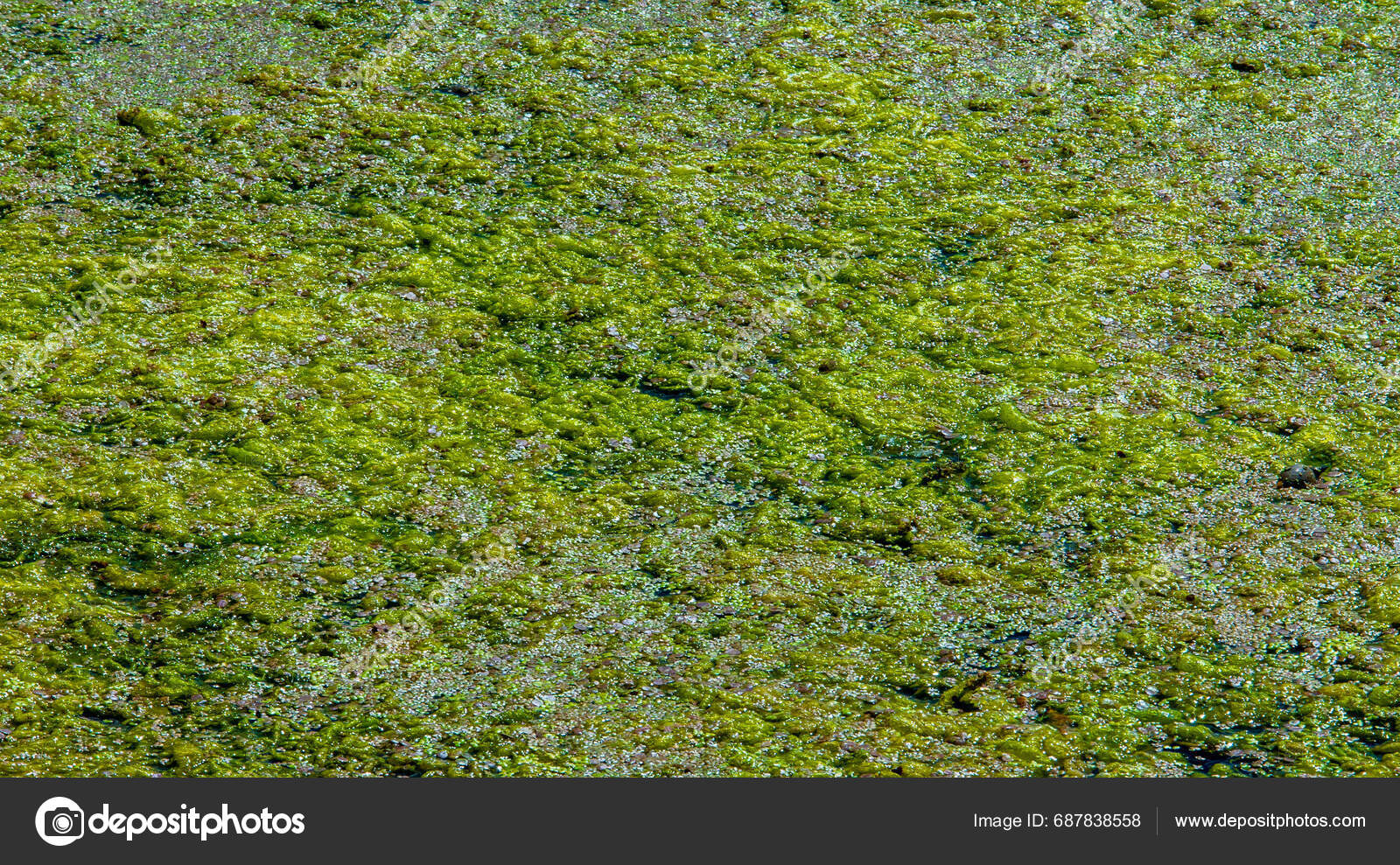 Algae Pond Harmful Algal Bloom Nav Water Bloom Which Causes Stock Photo ...