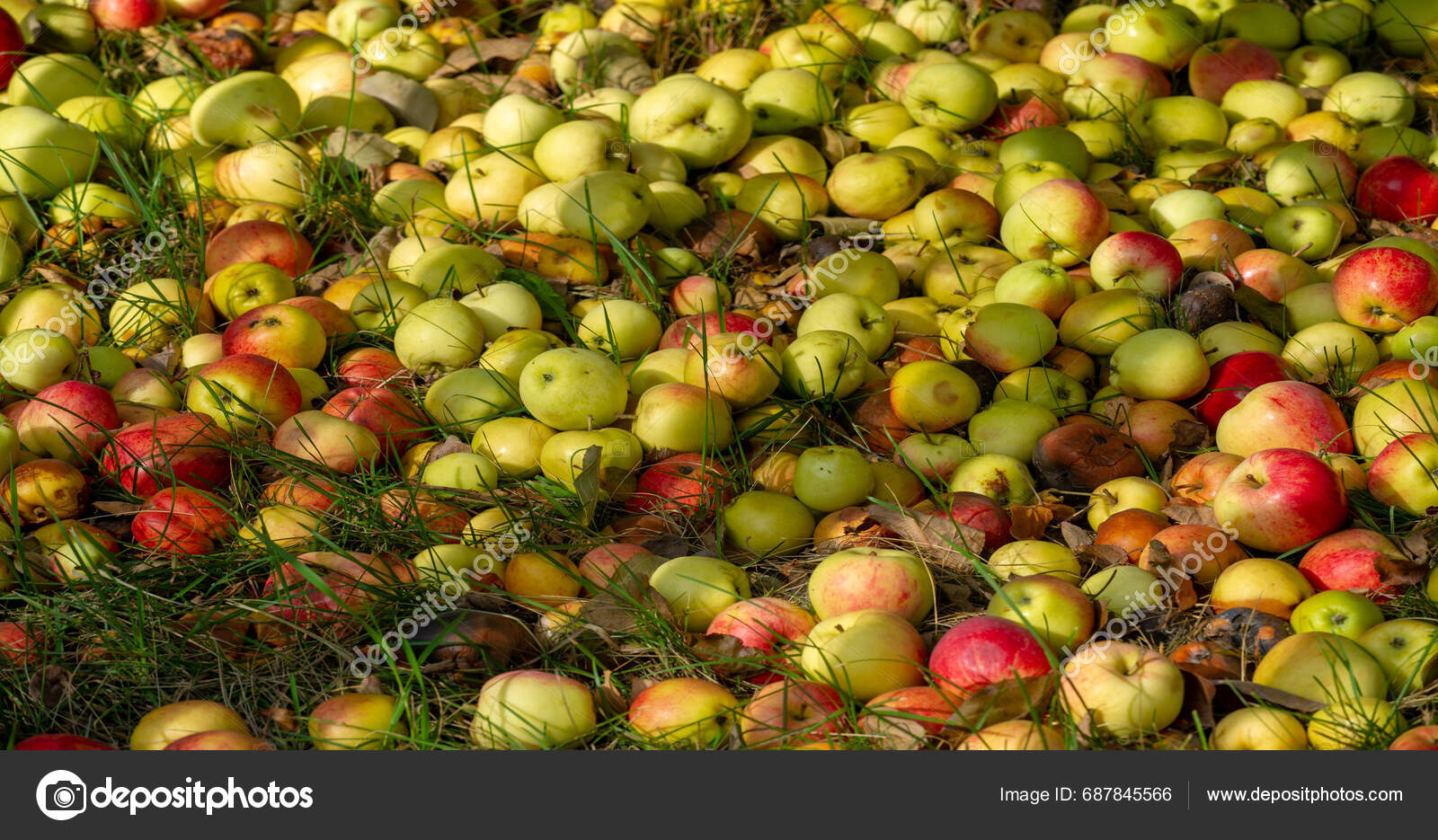 Apples Fall Tree Ground Apple Orchard Many Fallen Rotting Fruits Stock ...