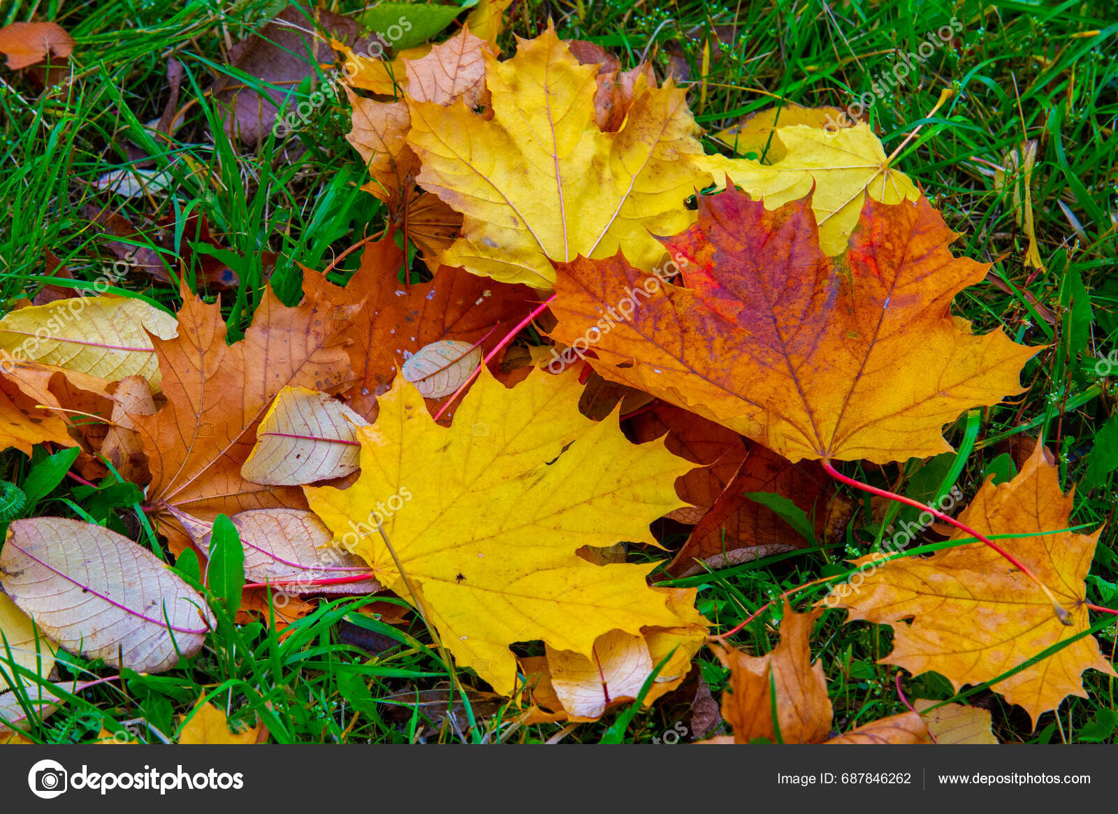 Autumn Maple Leaf Flattened Structure Higher Plant Similar Blade ...