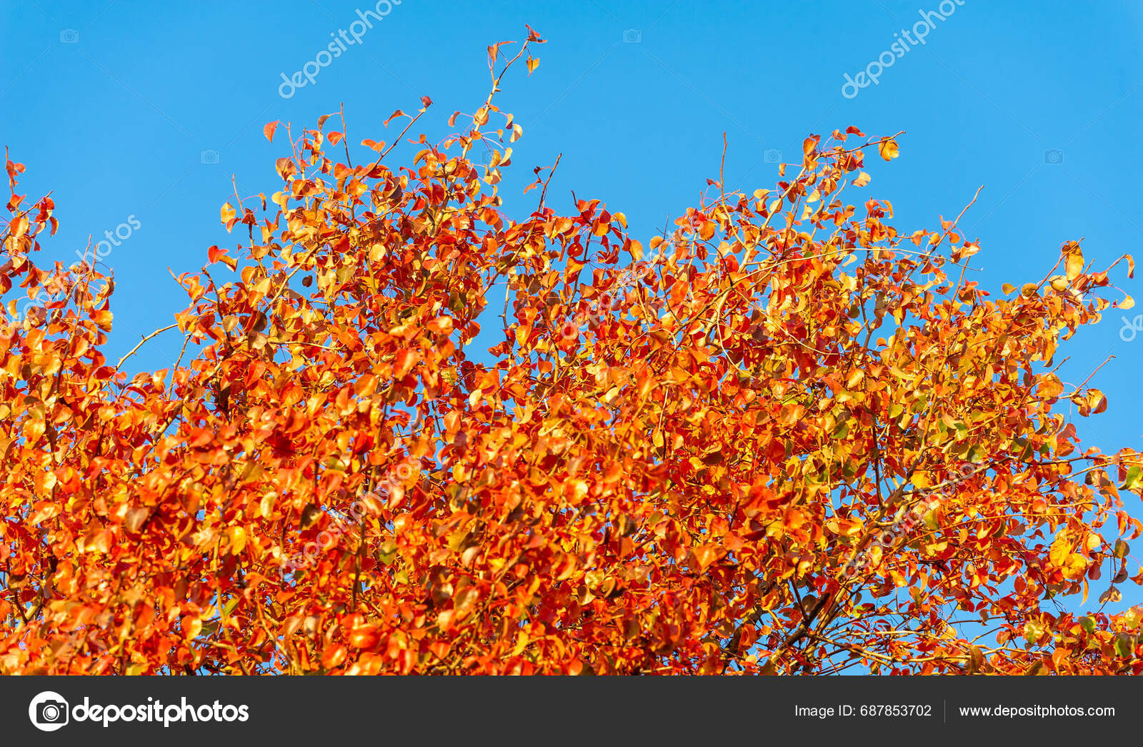 Autumn Leaves Branches Trees Something Incredibly Nostalgic Meaningful ...