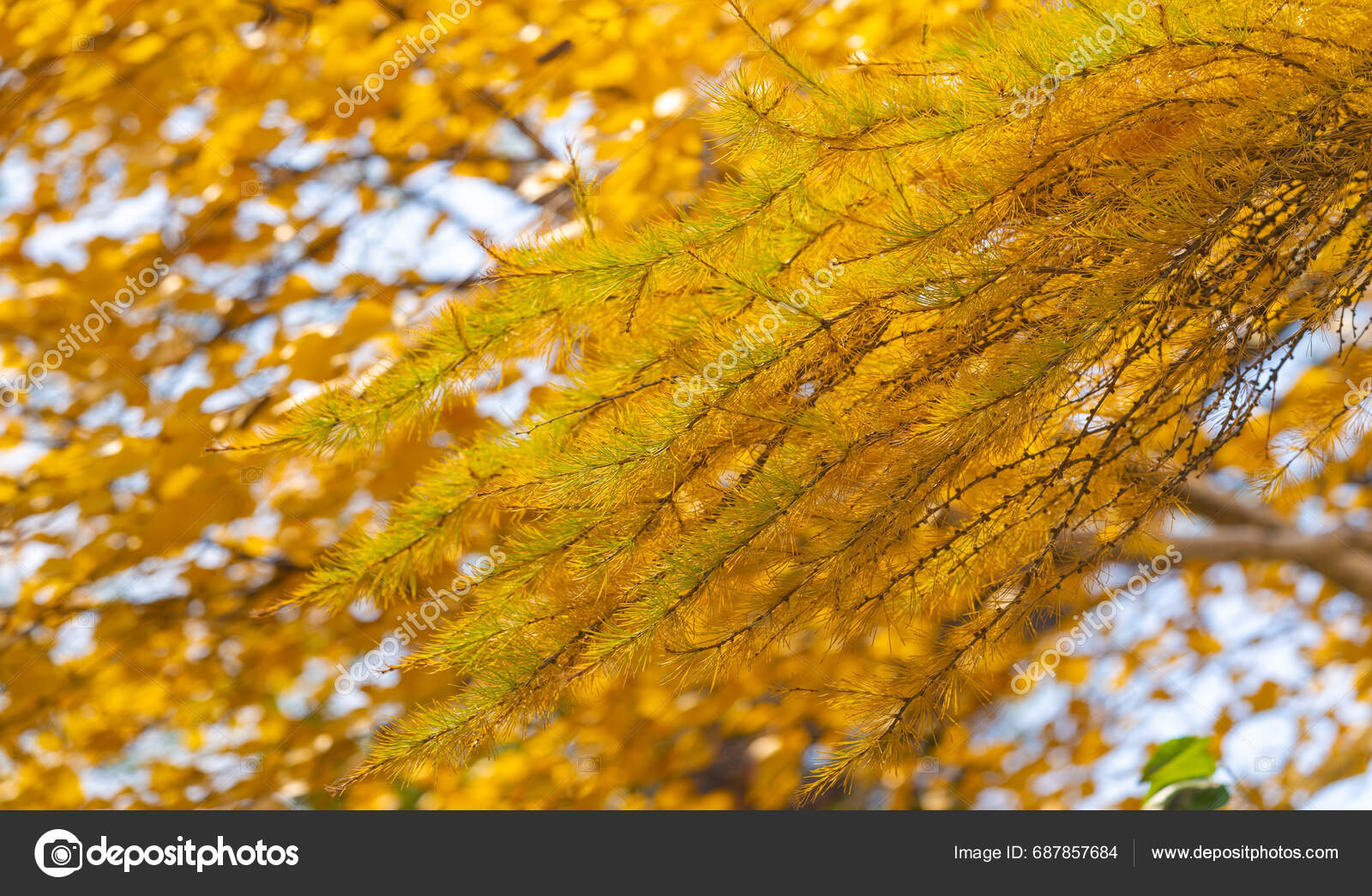 Autumn Leaves Branches Trees Something Incredibly Nostalgic Meaningful ...