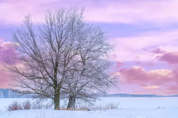 Pink winter scene Stock Photos, Royalty Free Pink winter scene Images ...