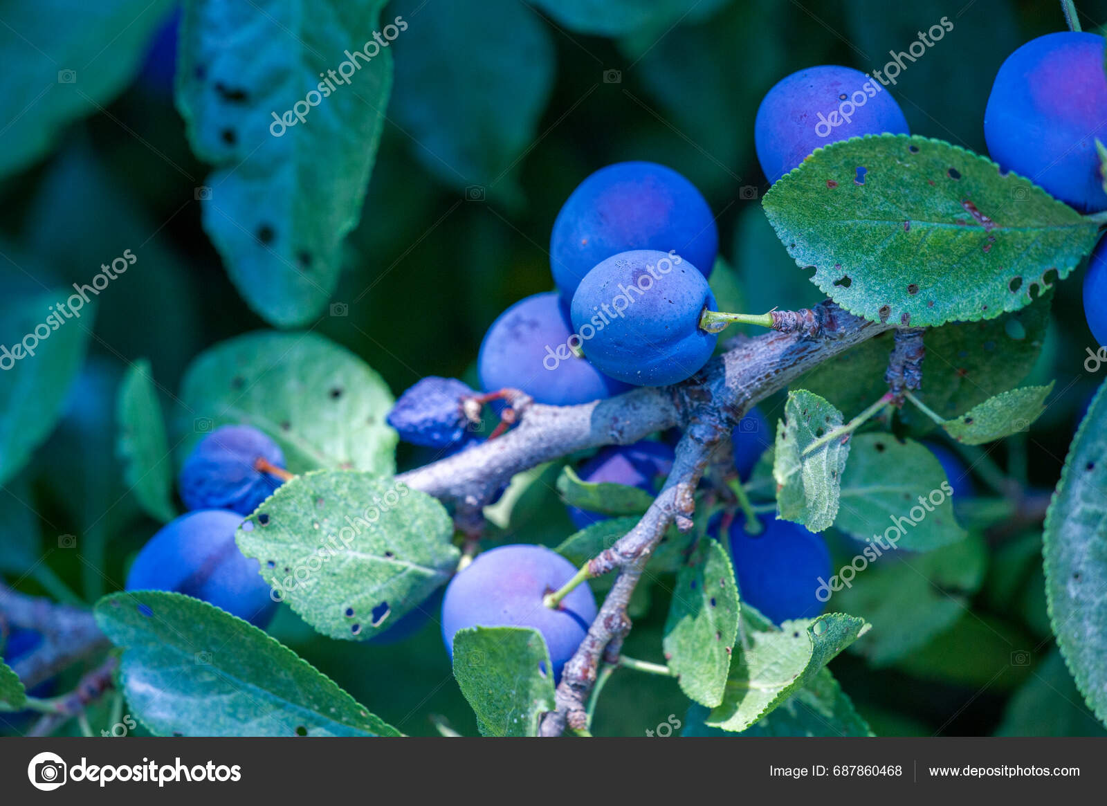 Prunus Cerasifera Species Plum Known Common Names Cherry Plum World ...