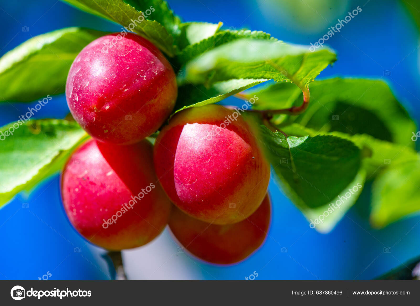 Prunus Cerasifera Species Plum Known Common Names Cherry Plum World ...