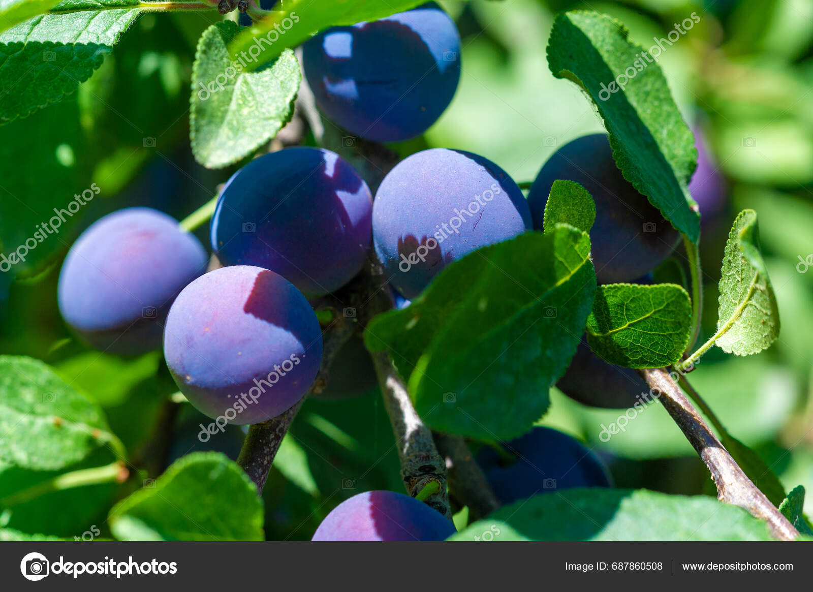 Prunus Cerasifera Species Plum Known Common Names Cherry Plum World ...