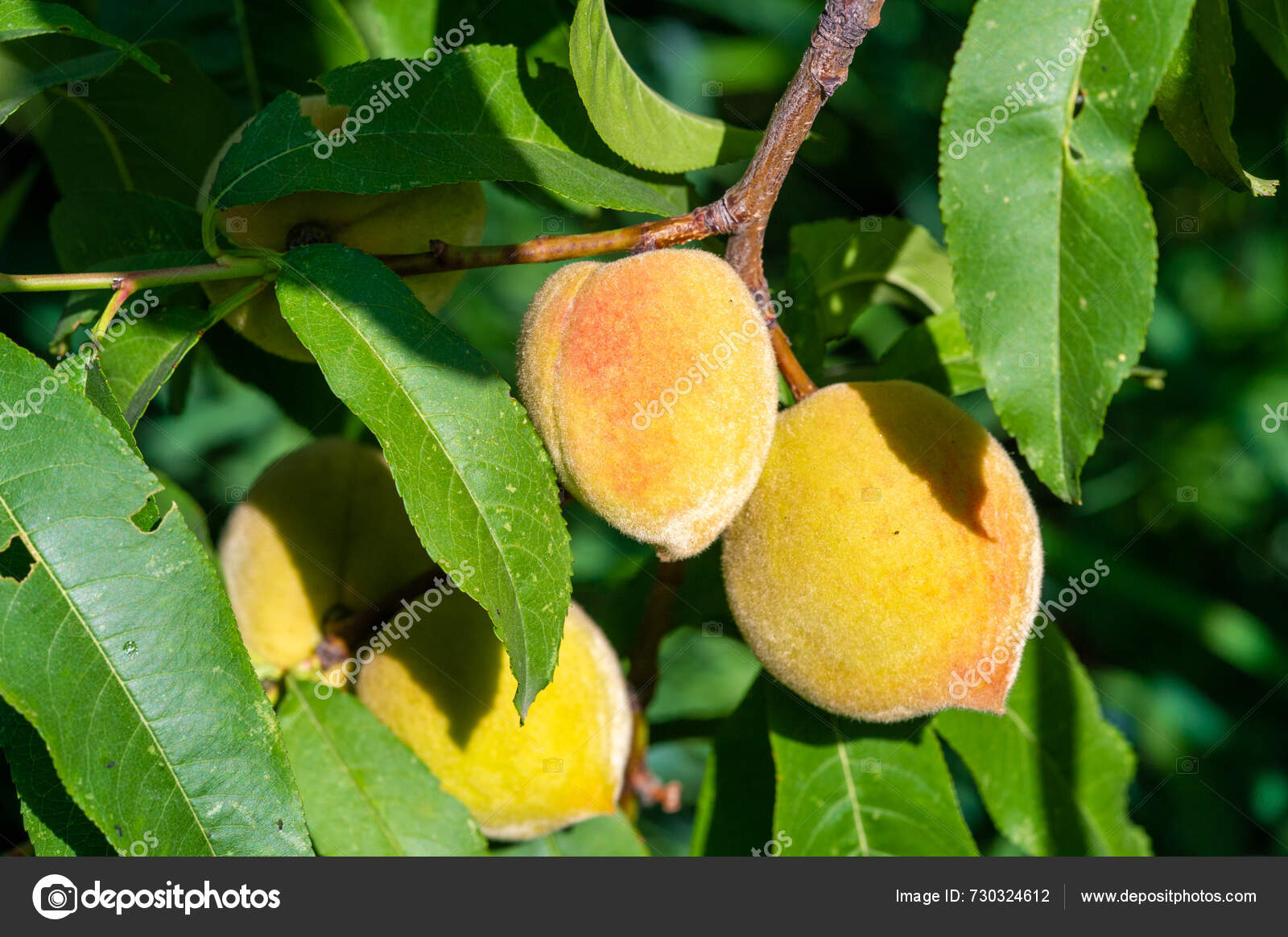 Peach Ready Pick Eat Symbol Summer Sweetness Enjoy Juicy Fruit — Stock ...