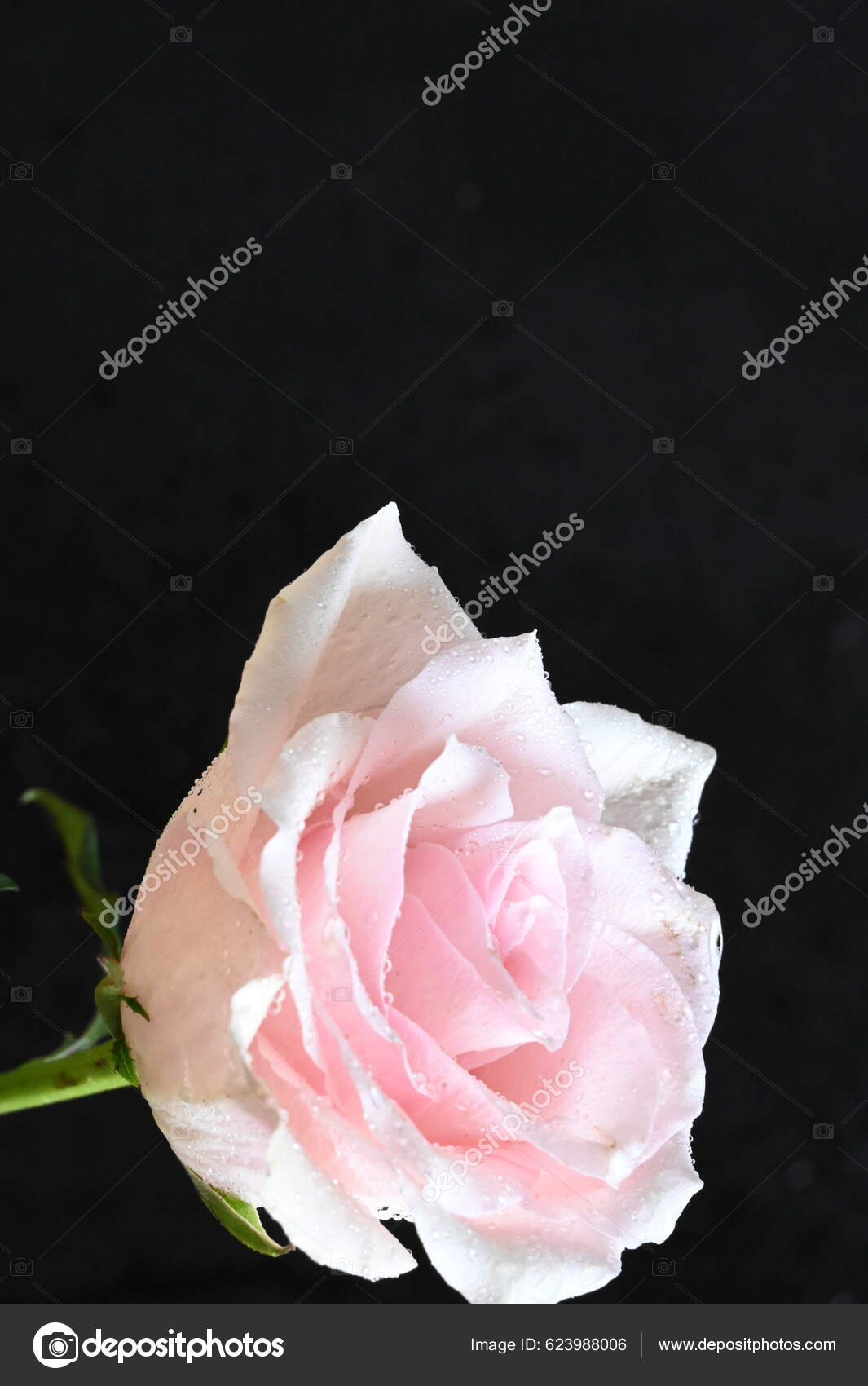 Beautiful White Rose Black Background Stock Photo by ©binder1 623988006