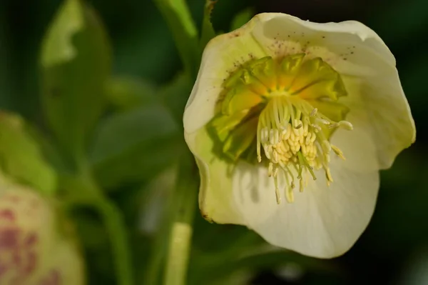 Indian hellebore images libres de droit, photos de Indian hellebore ...