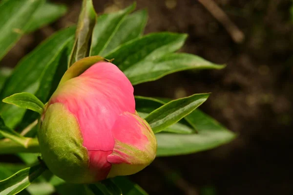 Pimpollo rosa fotos de stock, imágenes de Pimpollo rosa sin royalties ...